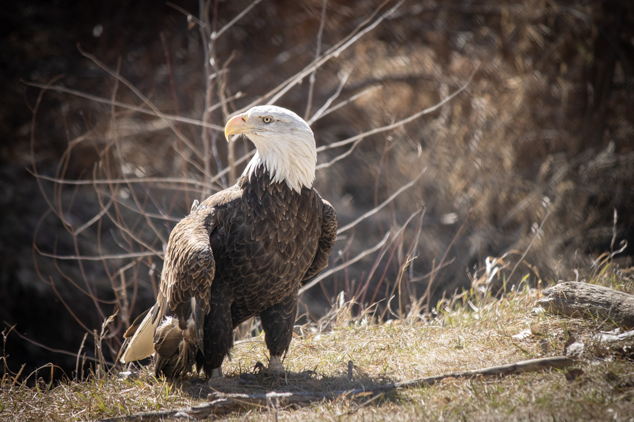 Lee G. Simmons Conservation Park & Wildlife Safari – Omaha Exploration